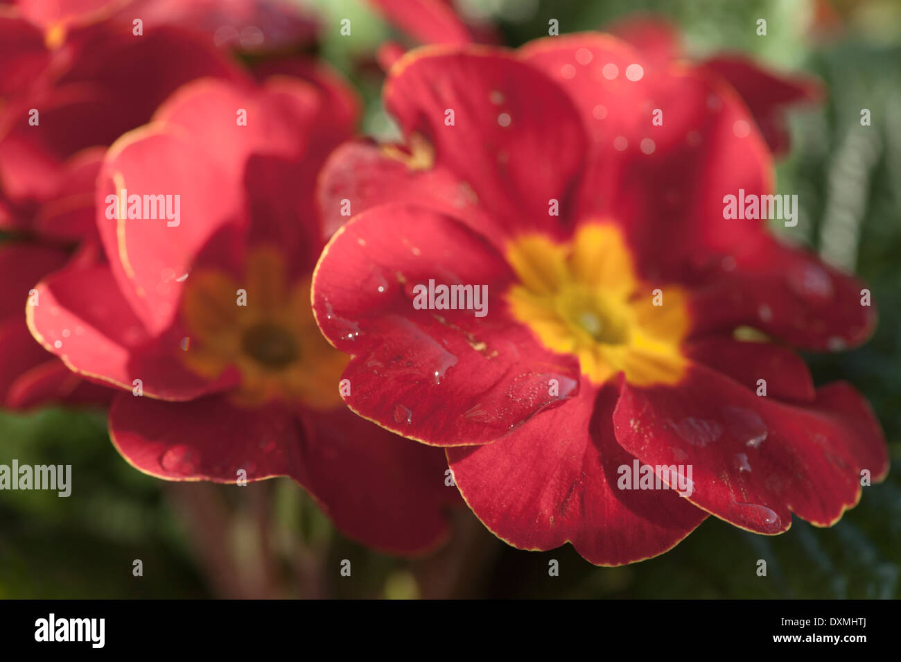 Flowers bright colourful hi-res stock photography and images - Alamy