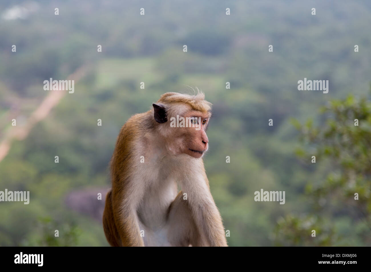 Toque hi-res stock photography and images - Alamy