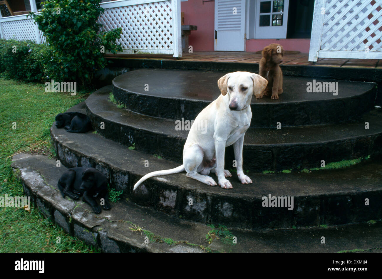 Rawlin's plantation hi-res stock photography and images - Alamy