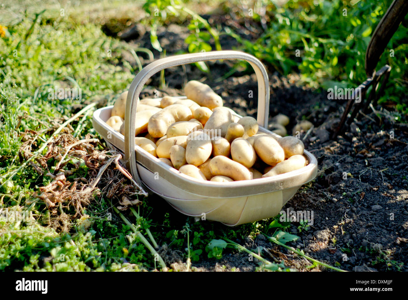 Second early potato charlotte hi-res stock photography and images - Alamy