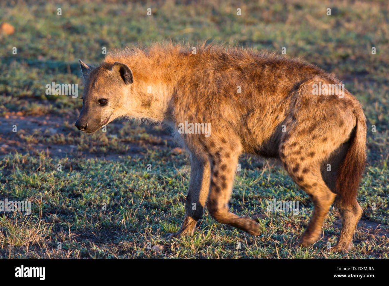 Hyena, Hyaene, in der Morgensonne, in the morning-sun Stock Photo - Alamy