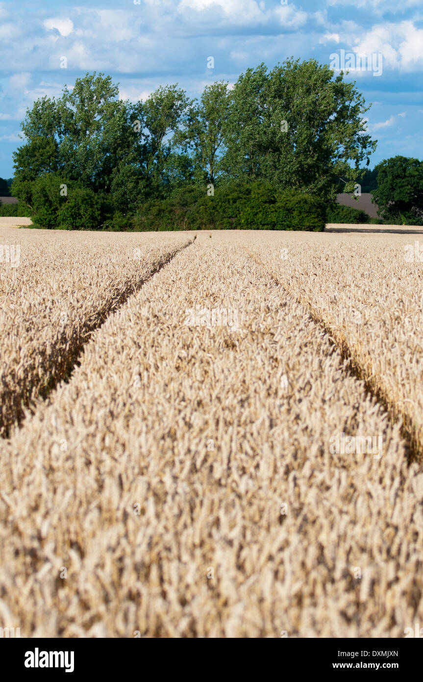 Looking across ripe wheat field to small copse Stock Photo - Alamy
