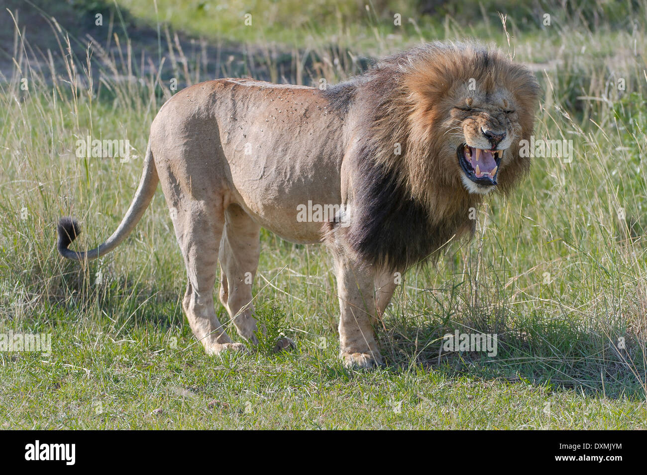 A lion, Loewe, , male Stock Photo - Alamy