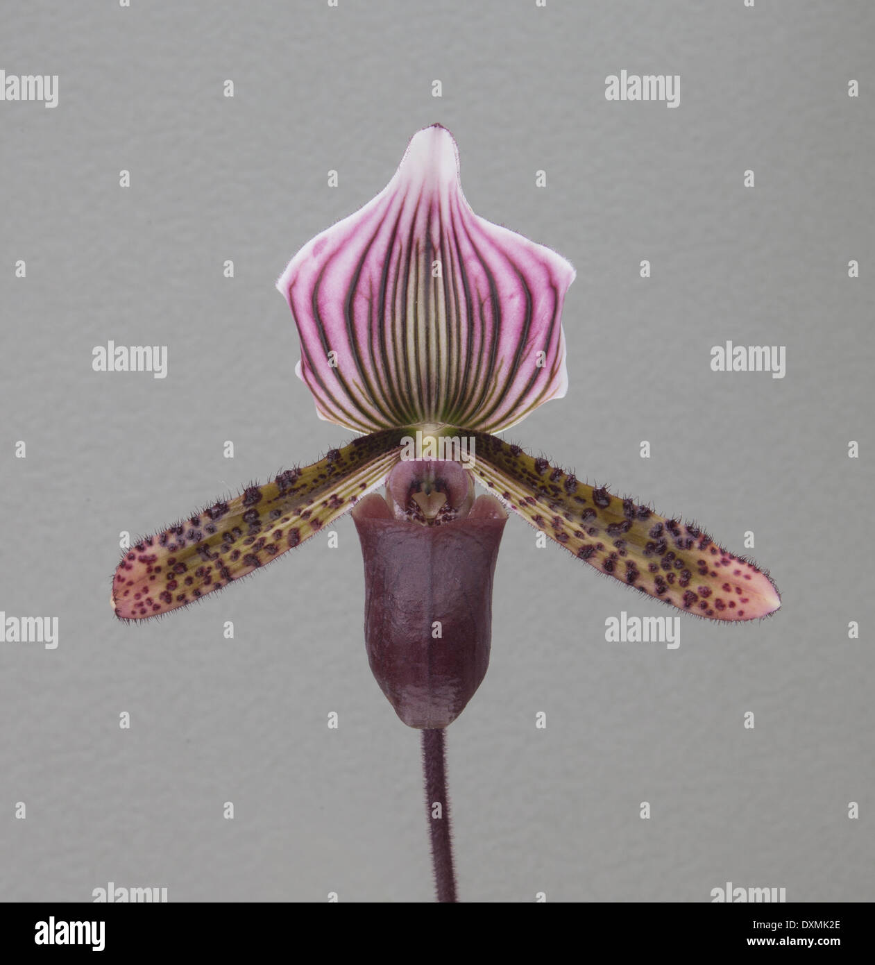 Folwers hi-res stock photography and images - Alamy