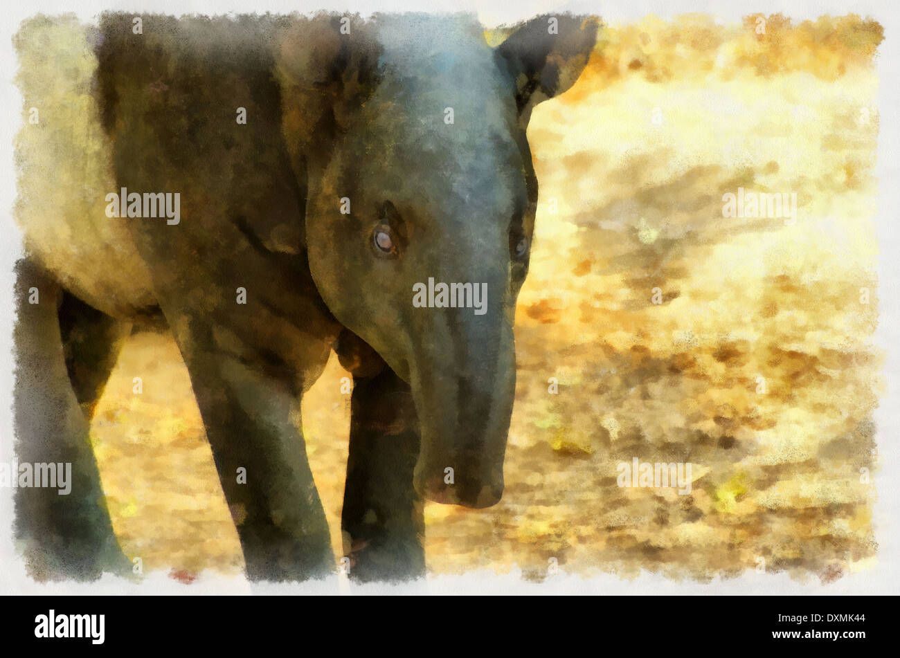 Black-backed tapir (Latin Tapirus indicus) - mammal genus tapirs squad ...