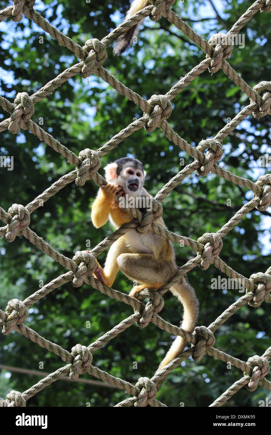 Monkey net hi-res stock photography and images - Alamy