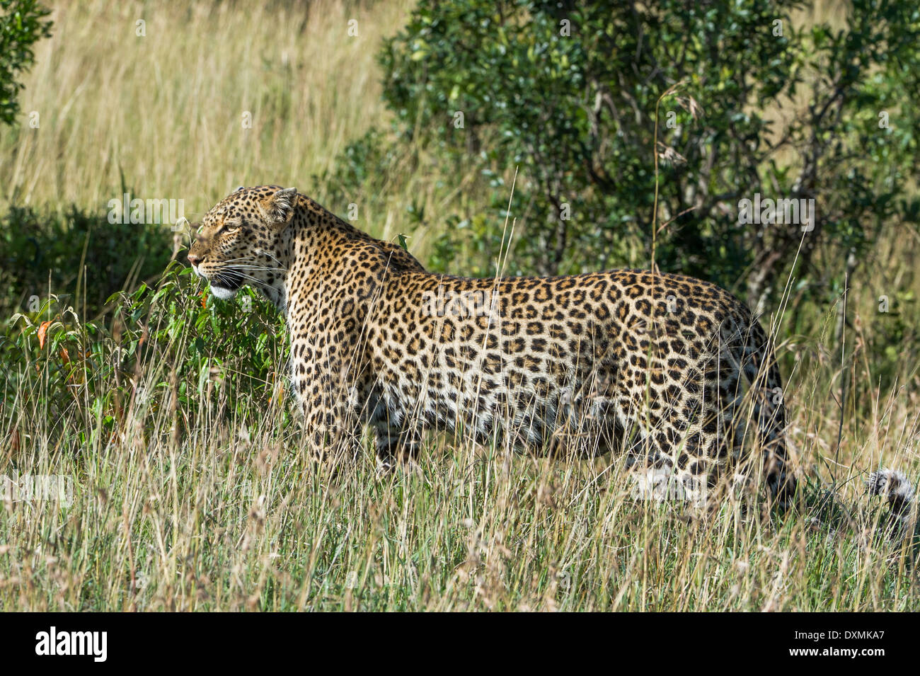 Leopard vector hi-res stock photography and images - Alamy