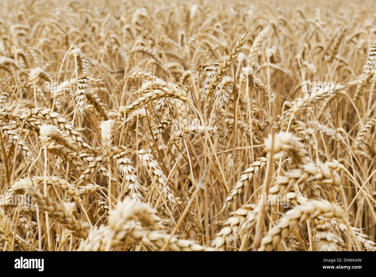 Wheat field to illustrate agriculture and the harvest season Stock ...