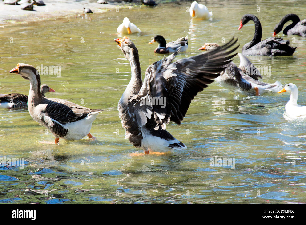 Large group of the ducks in pool.Selective focus on the duck in the ...