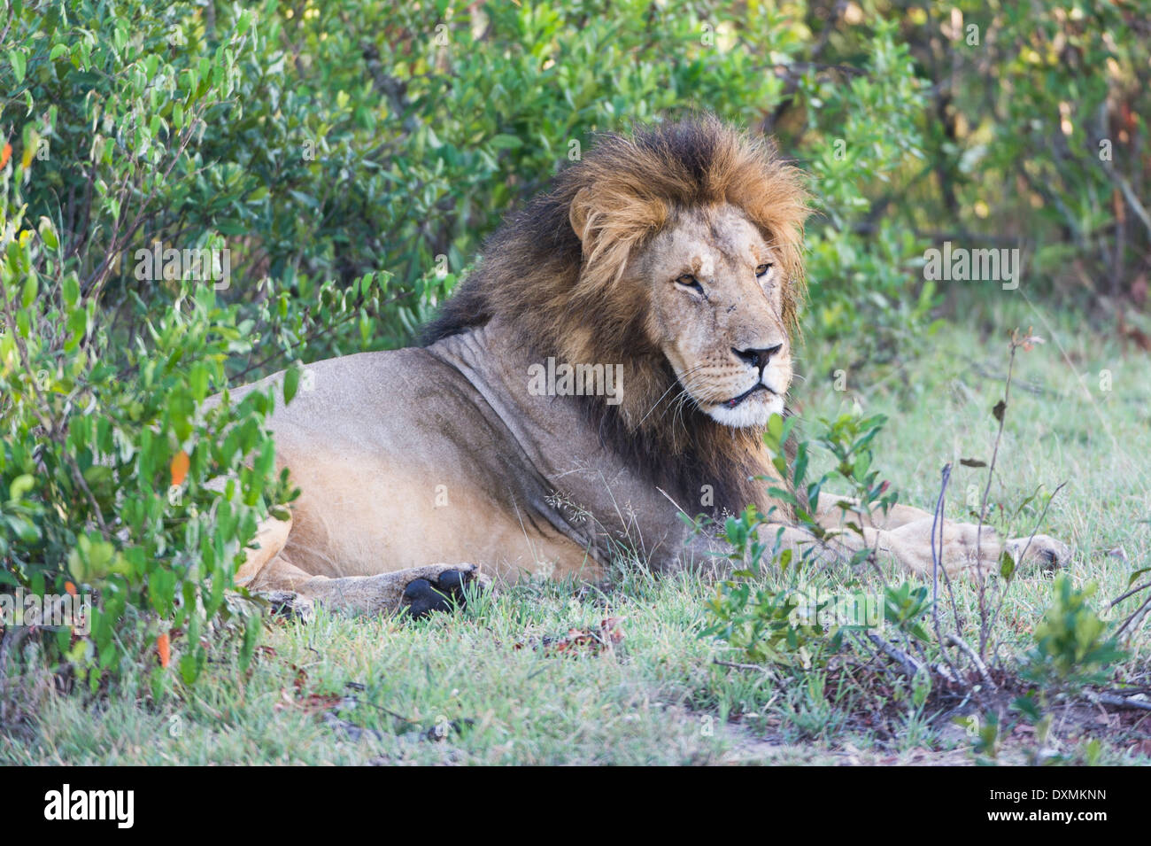 Lion, Chief, Loewe, male, Maennchen Stock Photo - Alamy