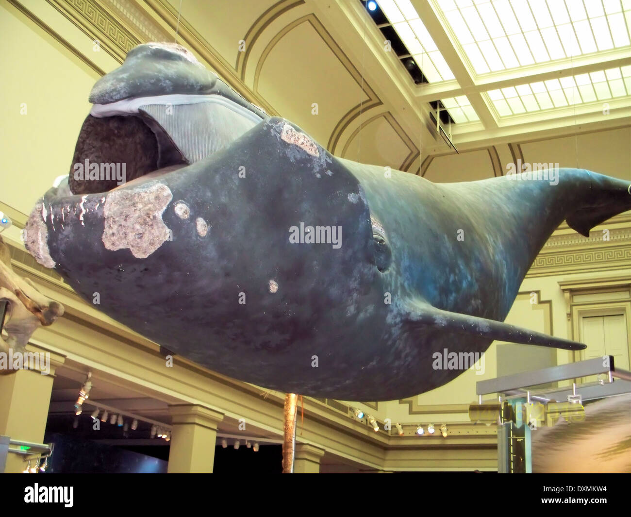 Sperm whale hi-res stock photography and images - Alamy