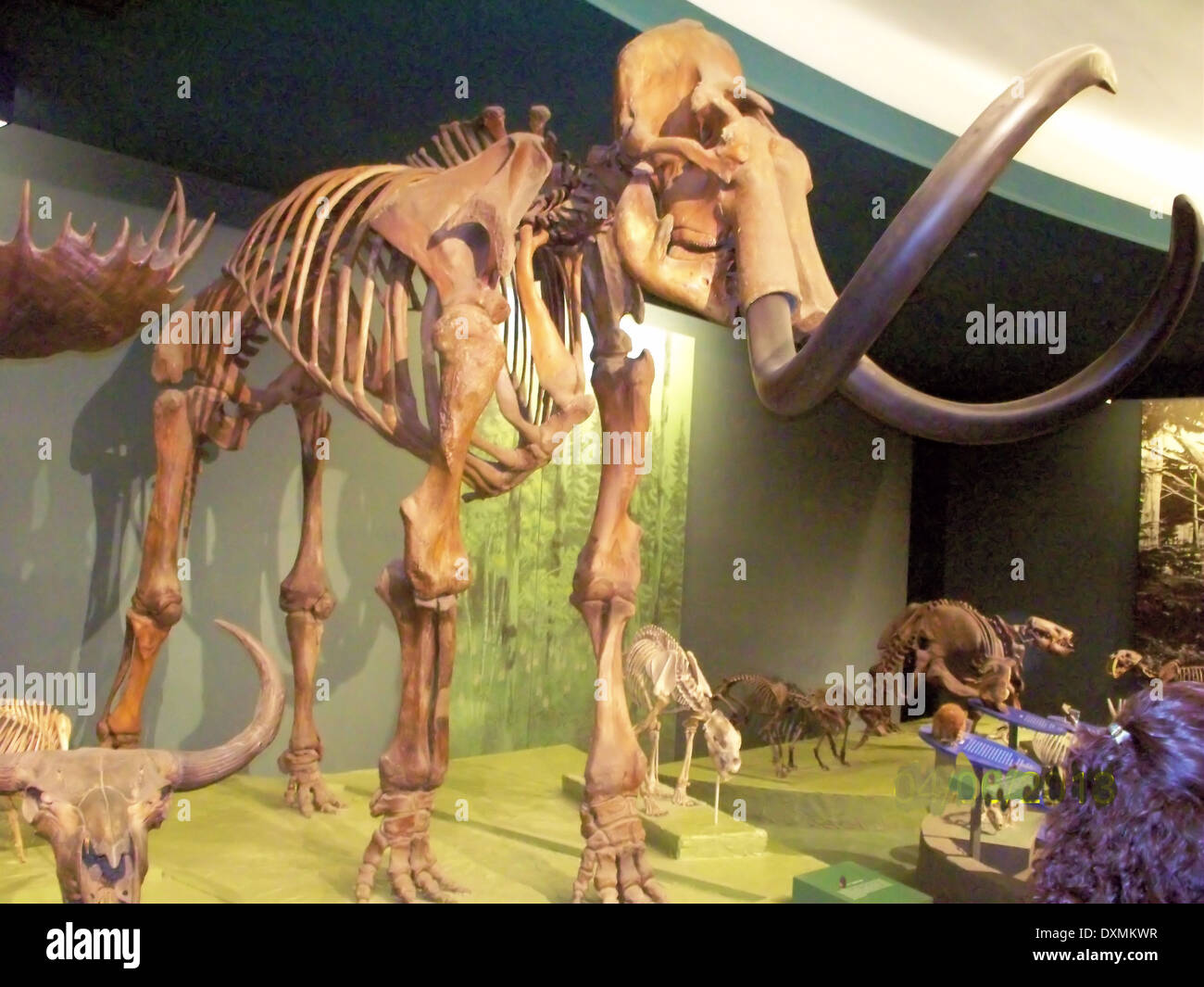 Mammoth museum mammoth skeleton hi-res stock photography and images - Alamy
