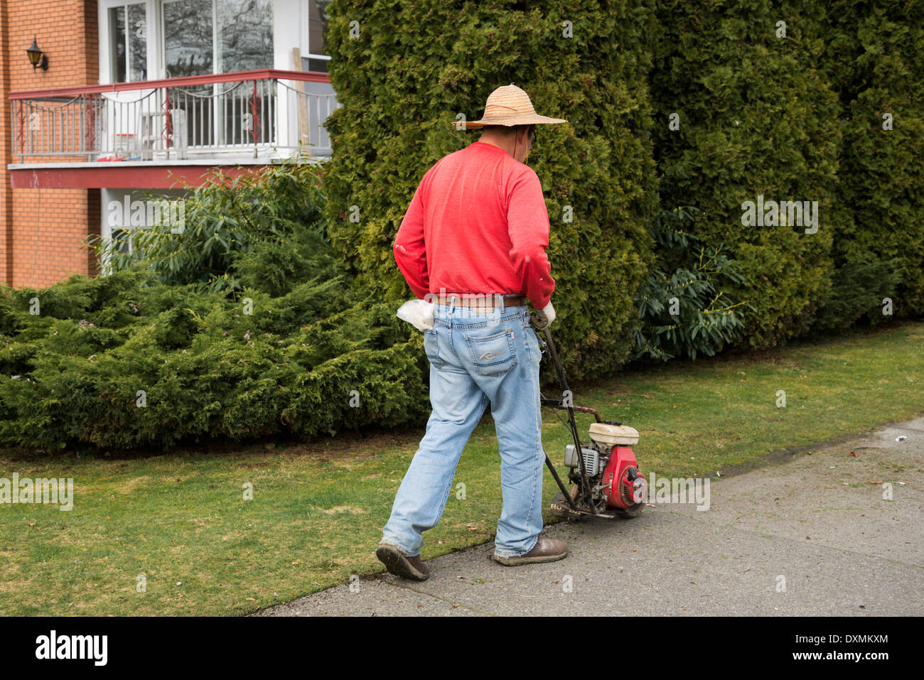 Man edging lawn along sidewalk with gas powered Honda machine Stock ...