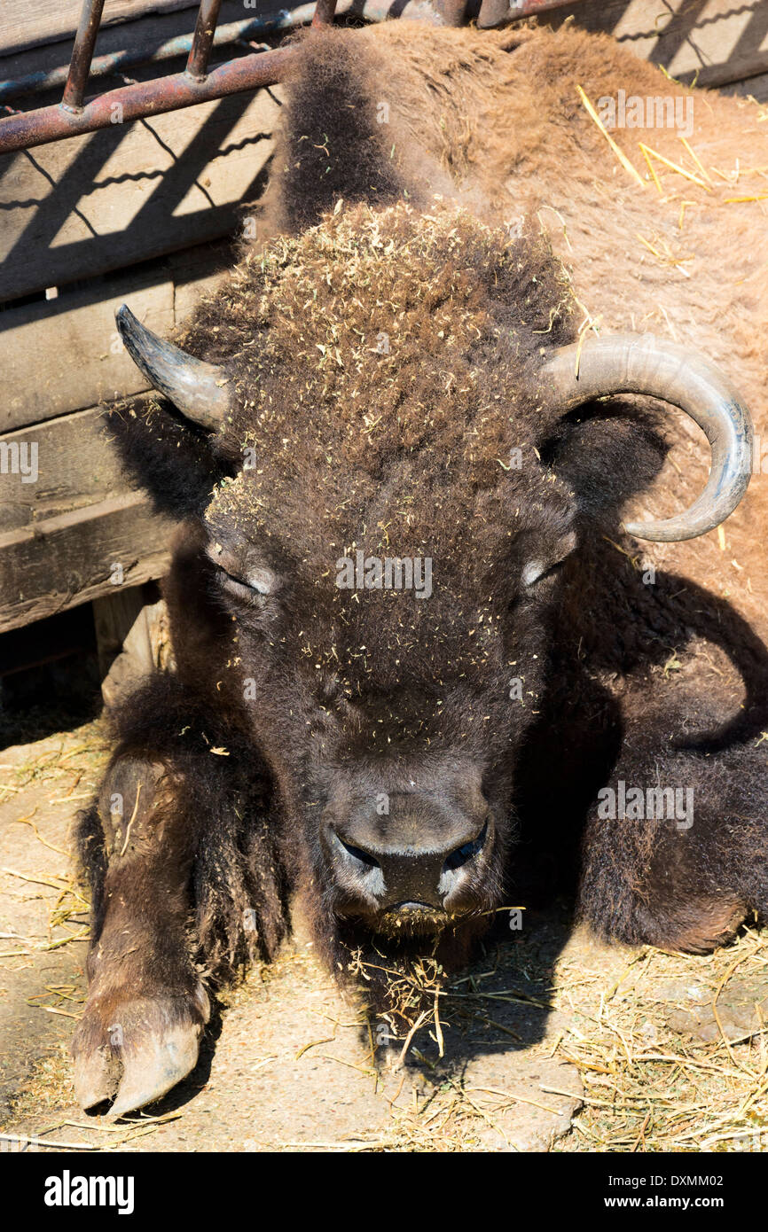 Wil life photography hi-res stock photography and images - Alamy