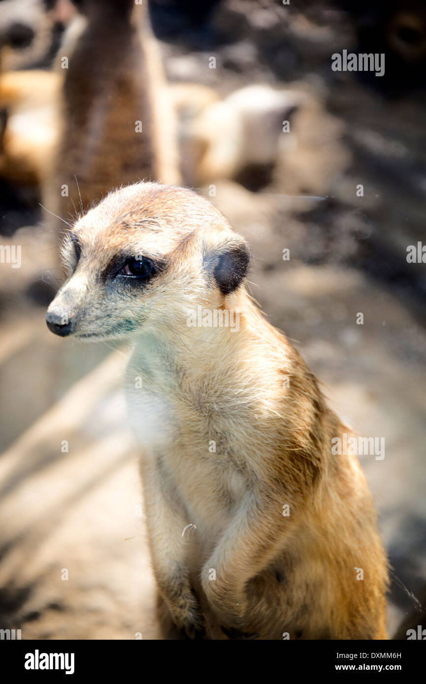 Close up meerkat paws hi-res stock photography and images - Alamy