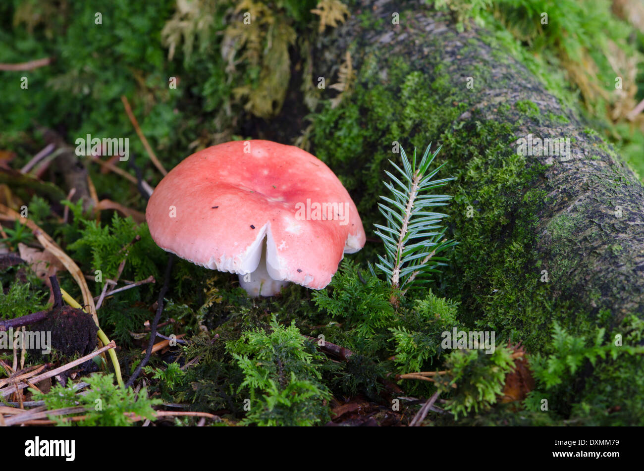 Pink mushroom hi-res stock photography and images - Alamy
