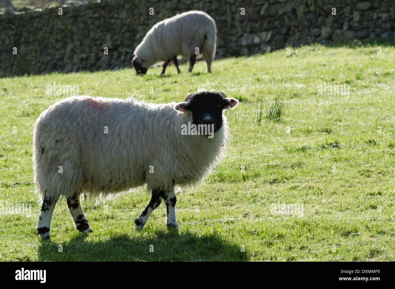 Blackface sheep in a sunny Cumbrian field Stock Photo - Alamy
