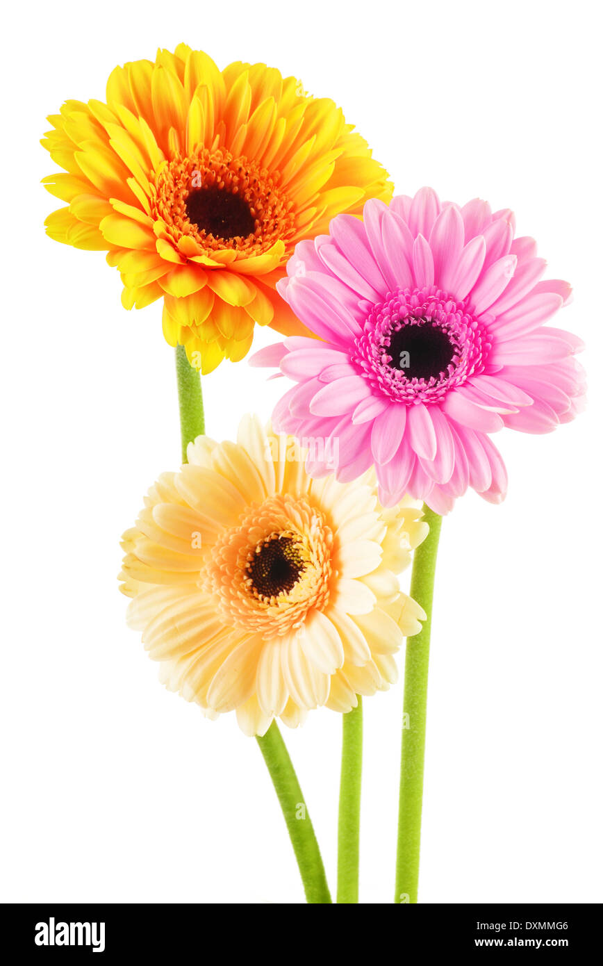 Composition with three gerberas isolated on white background Stock ...