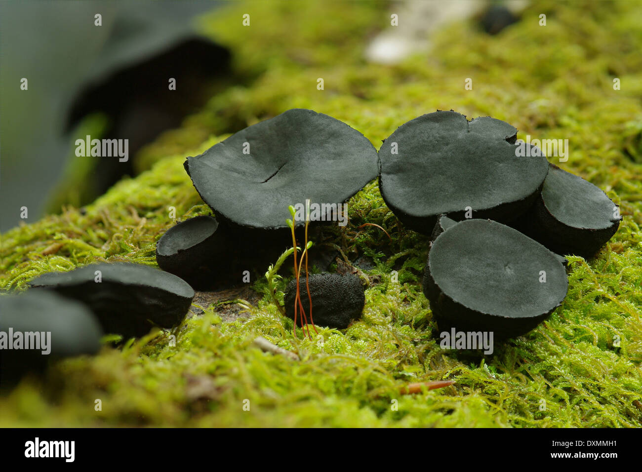 Black bulgar fungi hi-res stock photography and images - Alamy