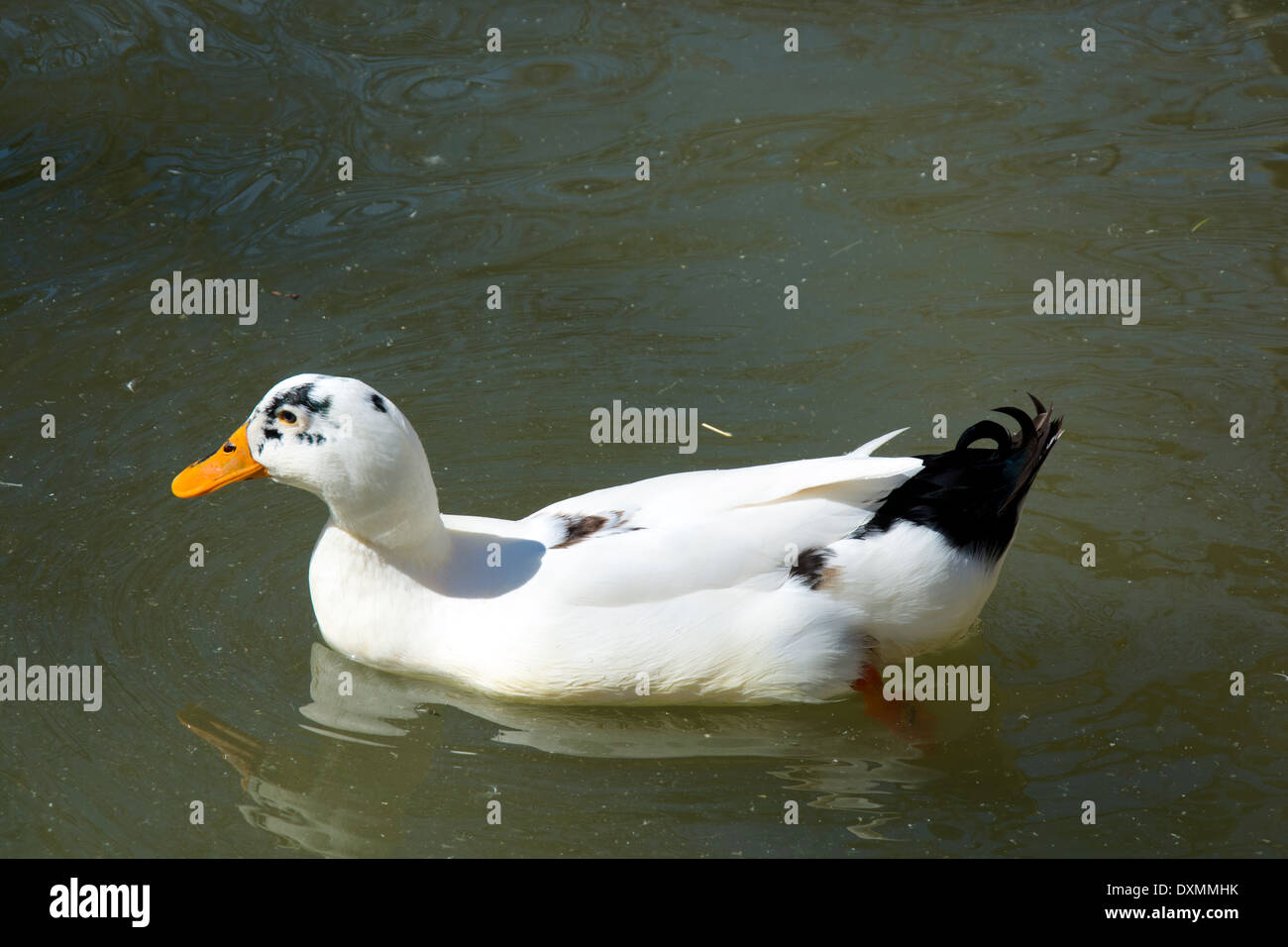 White female duck swimming in the water Stock Photo - Alamy