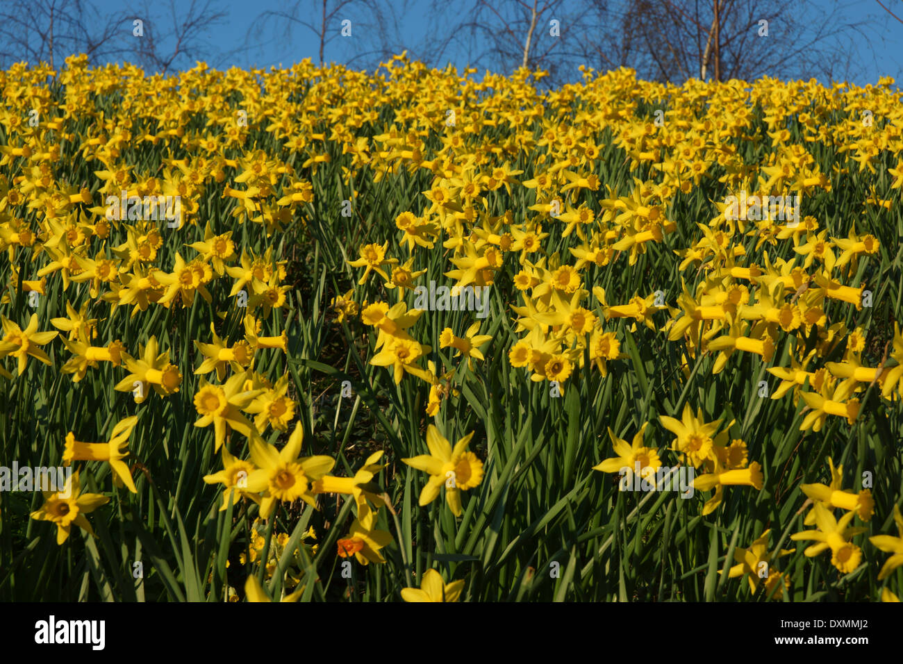 daffodils daffodil yellow/blue Stock Photo - Alamy