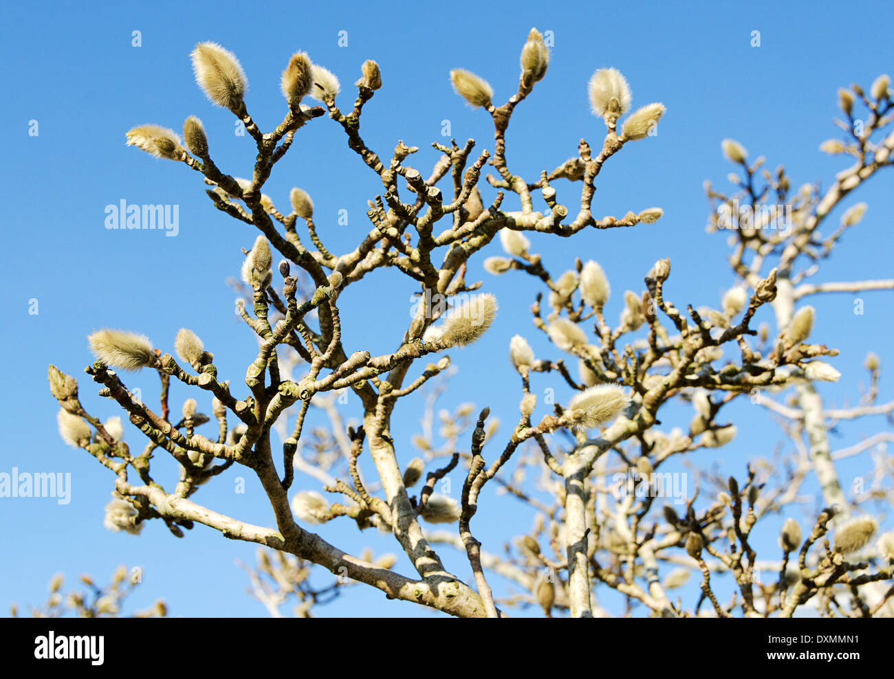 a very beautiful tree buds for spring Star Magnolia Stock Photo - Alamy