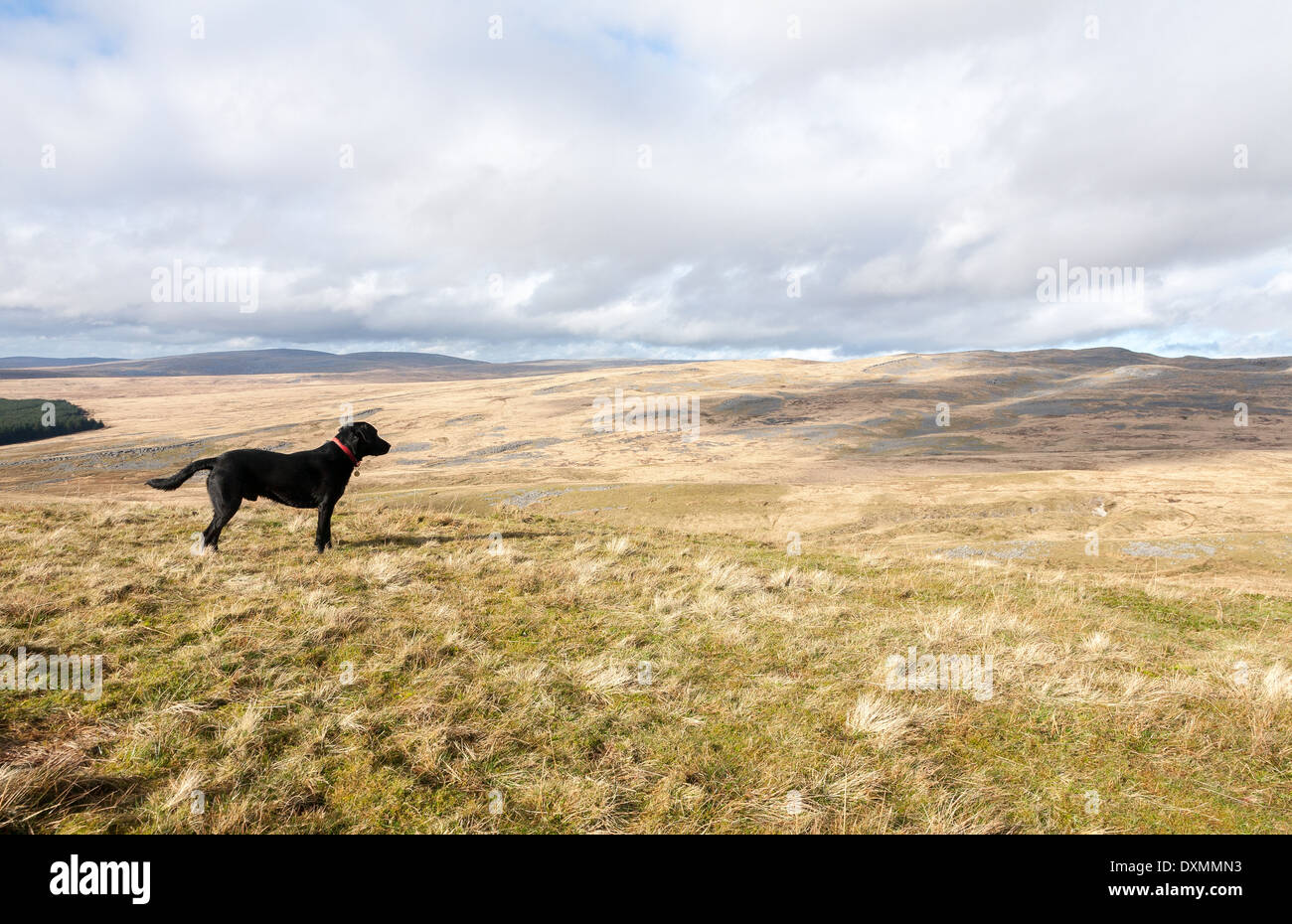 Monty the Black Lab in the Black Mountain, Brecon Beacons National Park ...
