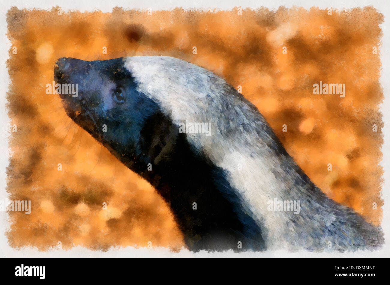Skunks Illustrations High Resolution Stock Photography and Images - Alamy