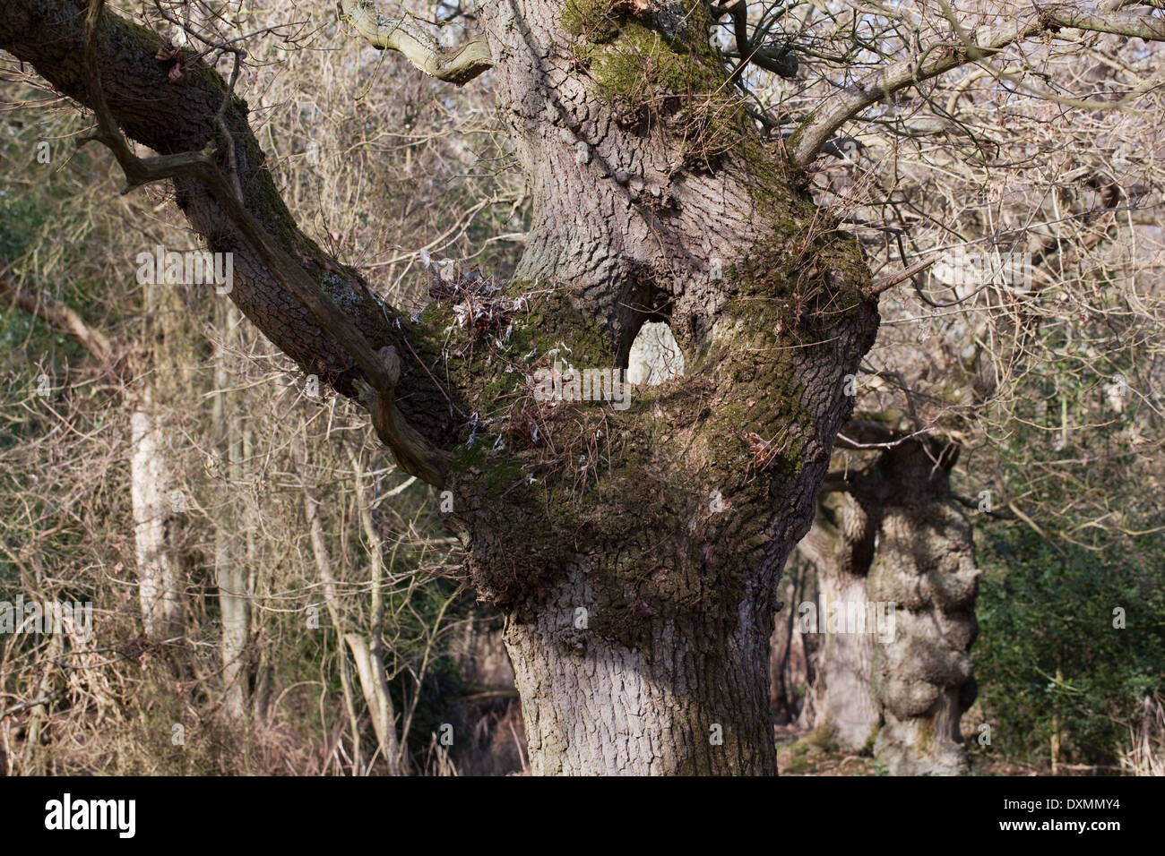 Oak tree trunk hole hi-res stock photography and images - Alamy