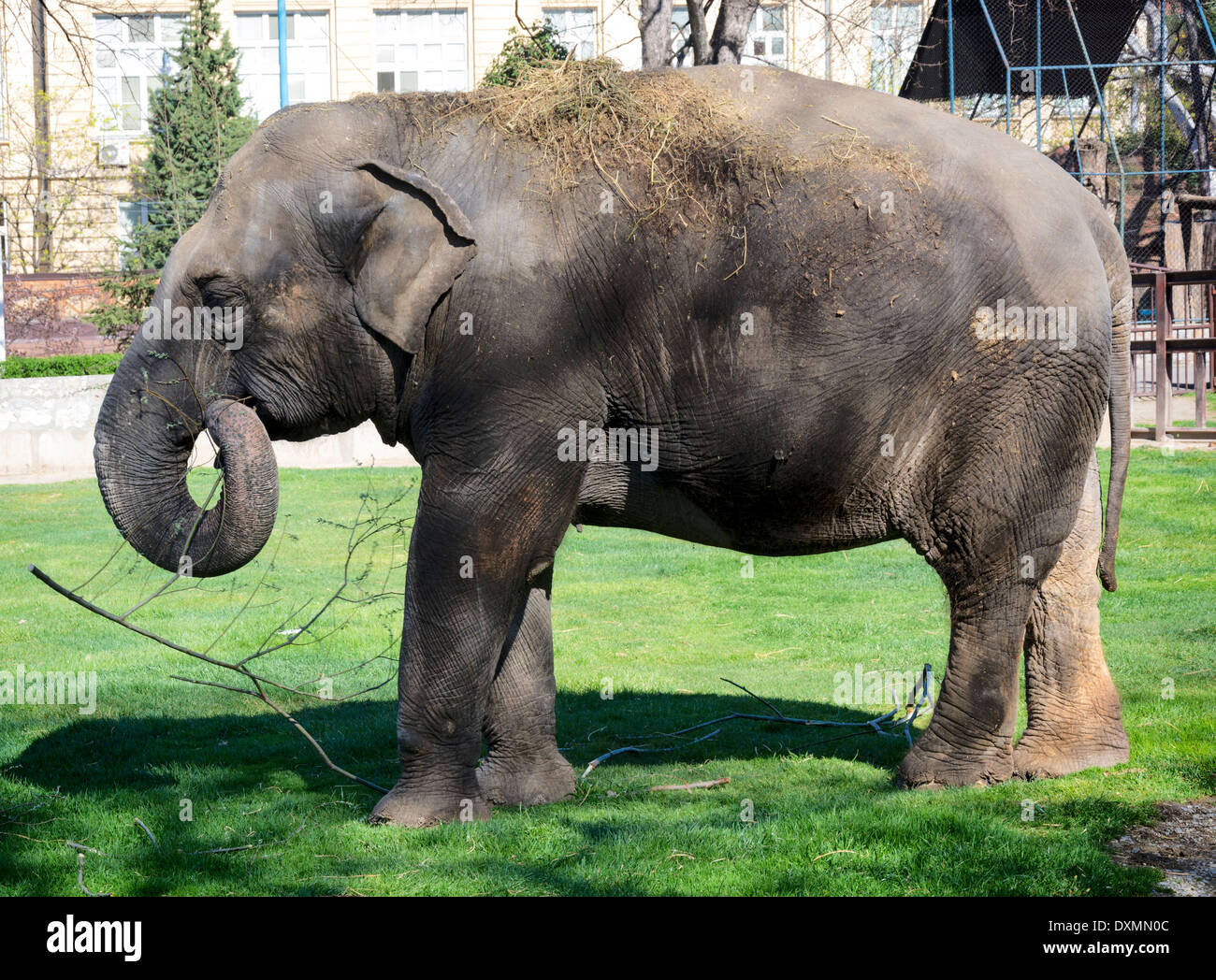 Wise elephant hi-res stock photography and images - Alamy