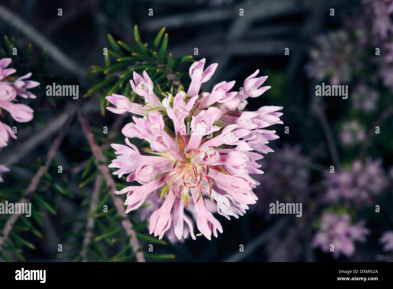 Close-up of flowers of Phylica lachnaeoides - Fmily Rhamnaceae Stock ...