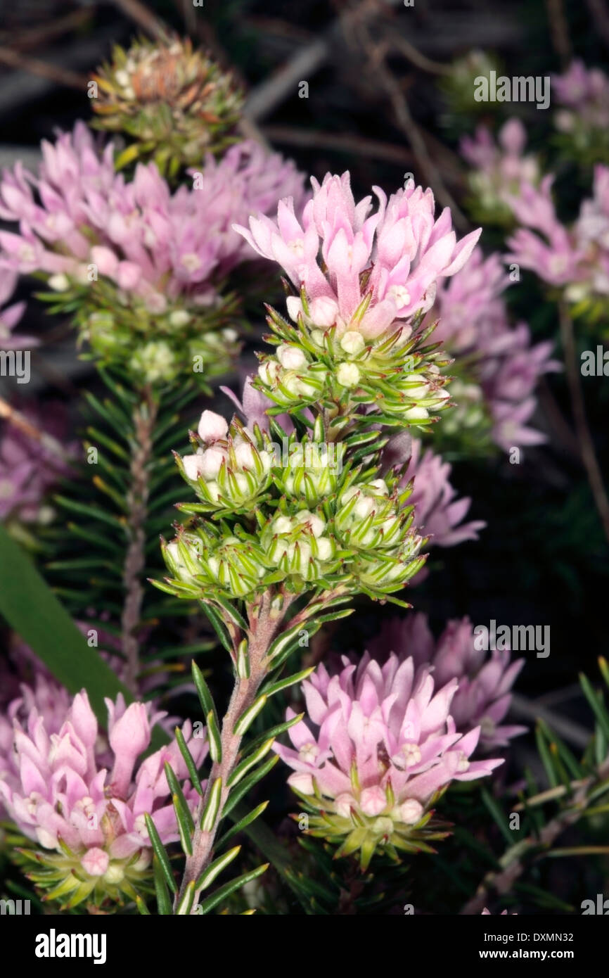 Close-up of flowers of Phylica lachnaeoides - Fmily Rhamnaceae Stock ...