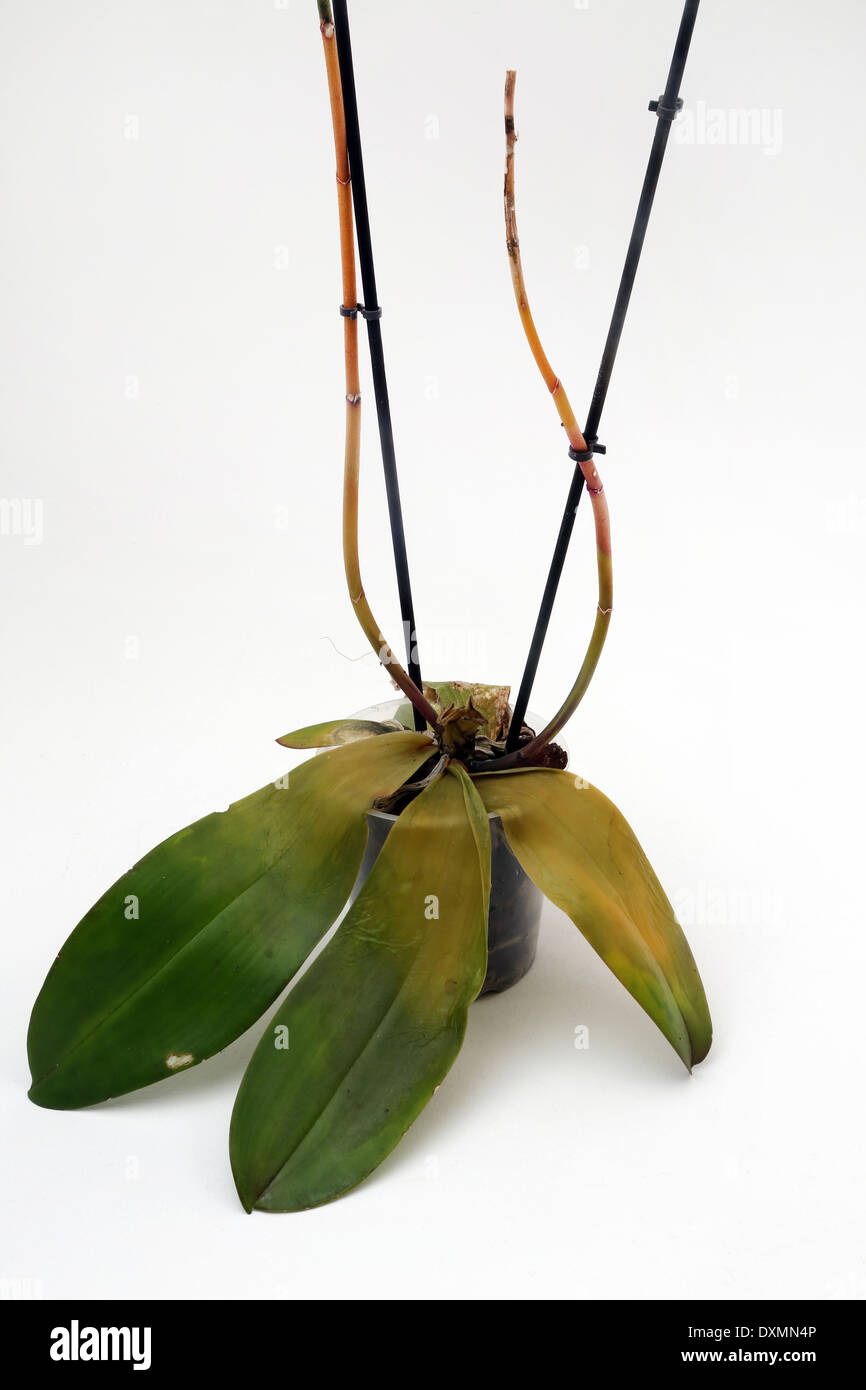 Orchid crown hi-res stock photography and images - Alamy