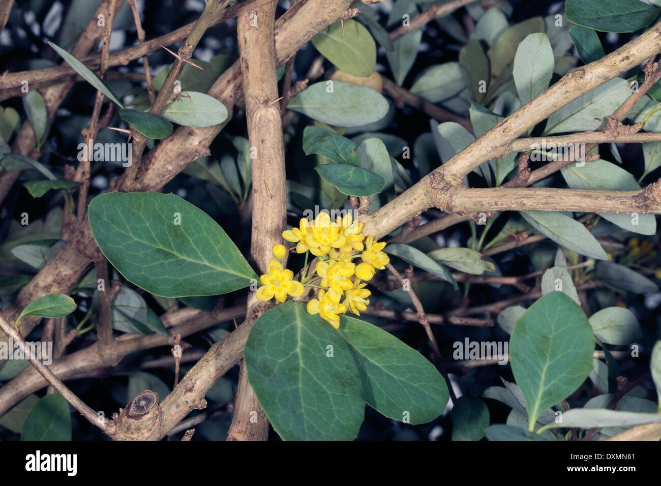 Flowers indian barberry kasmal stamens hi-res stock photography and ...