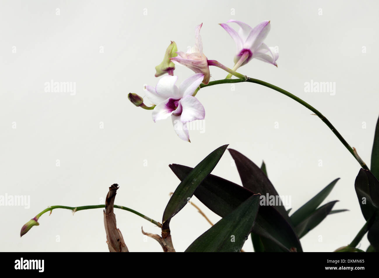 Dendrobium orchid leaves hi-res stock photography and images - Alamy