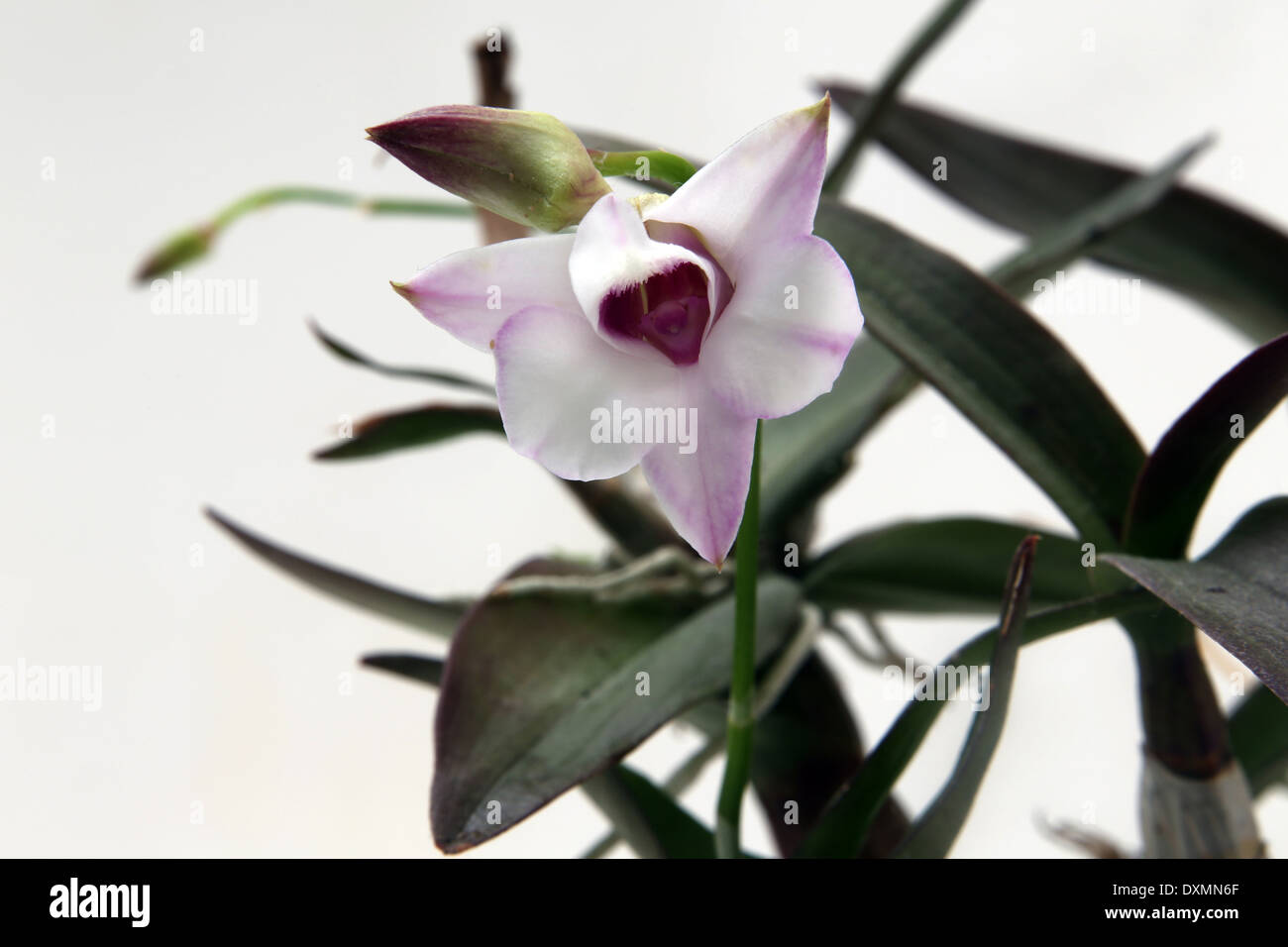Dendrobium orchid leaves hi-res stock photography and images - Alamy