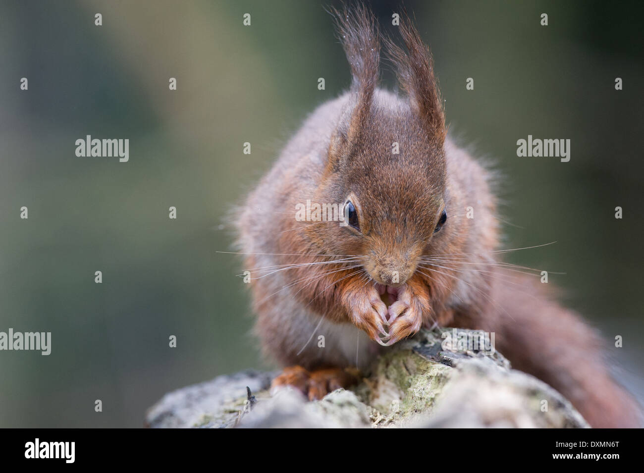 Eurasian red squirrels hi-res stock photography and images - Alamy