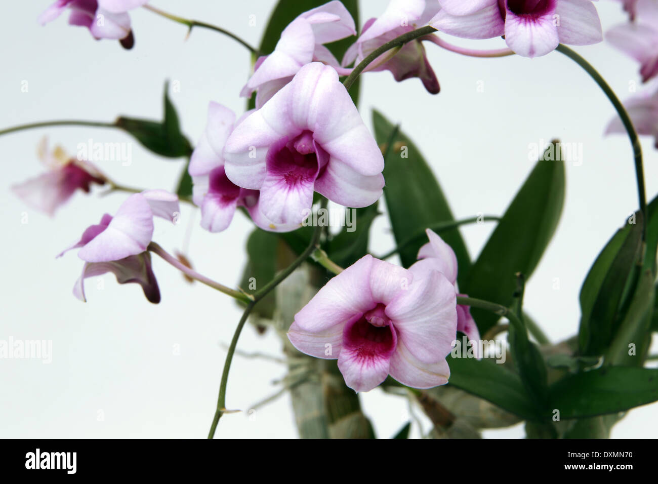 Dendrobium orchid leaves hi-res stock photography and images - Alamy