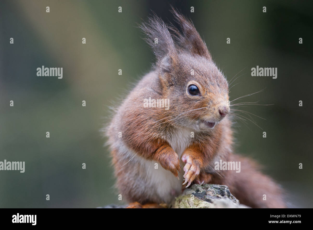 Cull red squirrel hi-res stock photography and images - Alamy