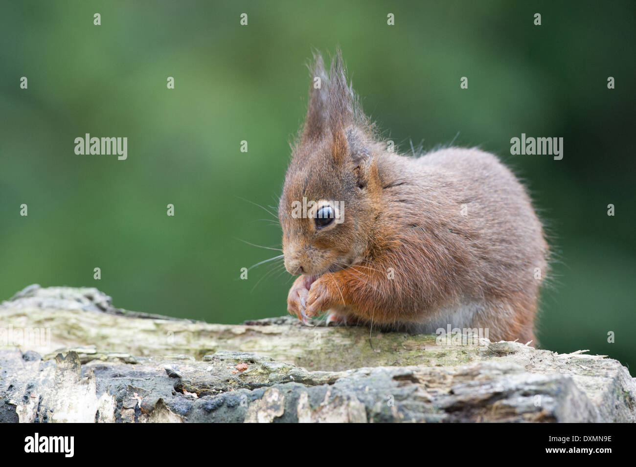 Eurasian red squirrel (Sciurus vulgaris Stock Photo - Alamy