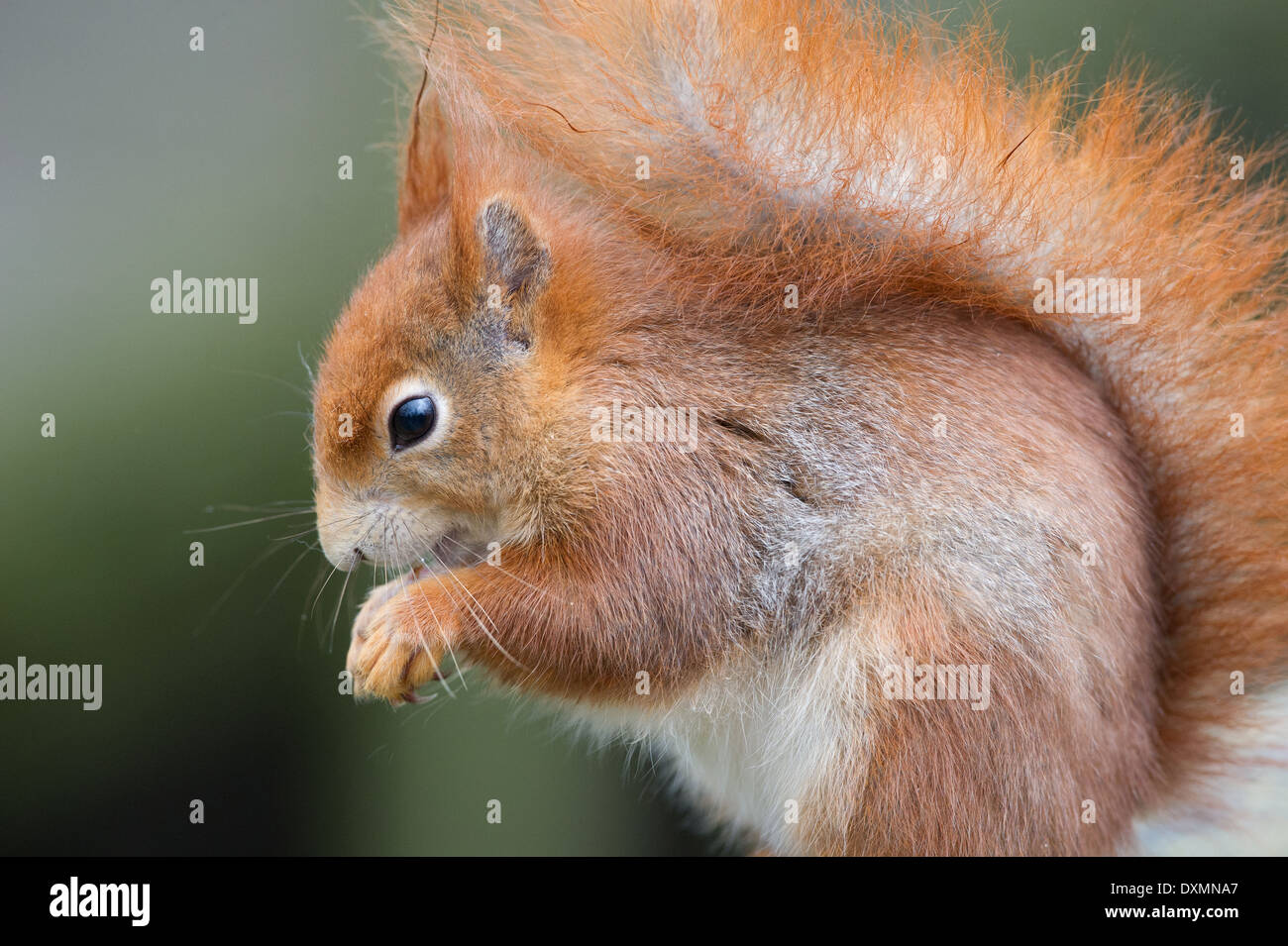 Eurasian red squirrel hi-res stock photography and images - Alamy