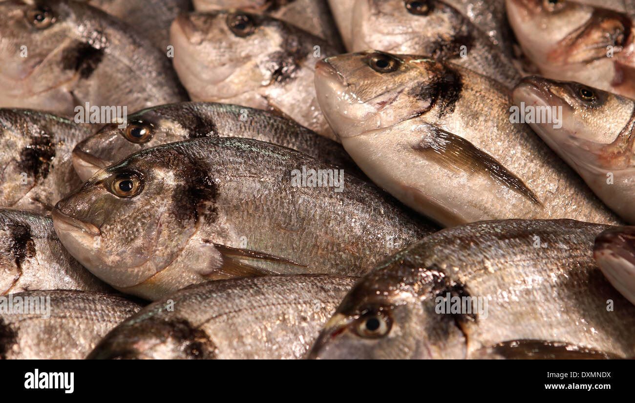 Fish species plate hi-res stock photography and images - Alamy