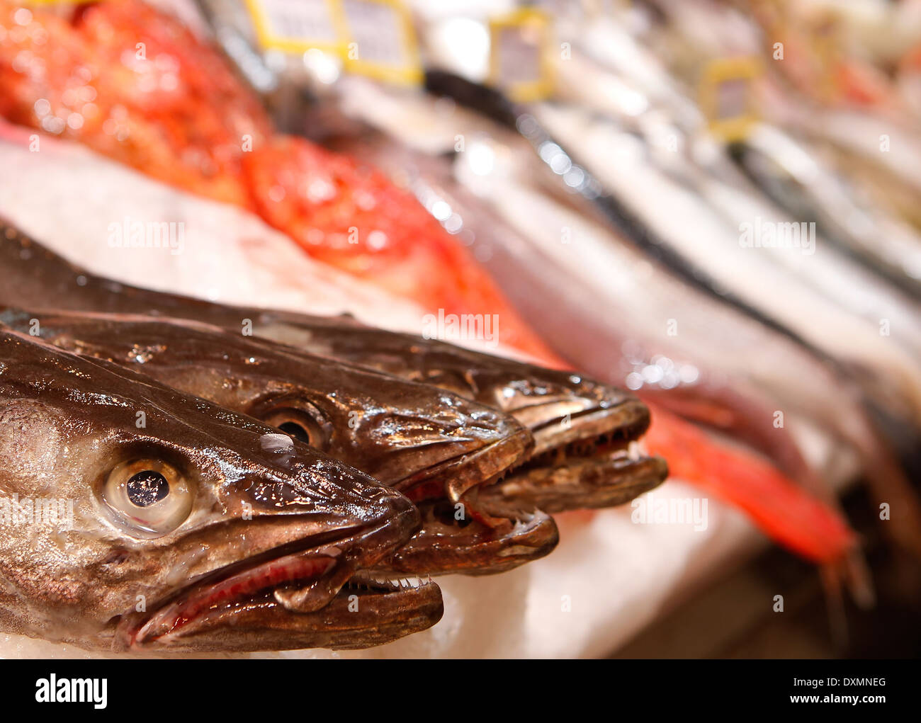 Marine Edible Fish Stock Photos & Marine Edible Fish Stock Images - Alamy