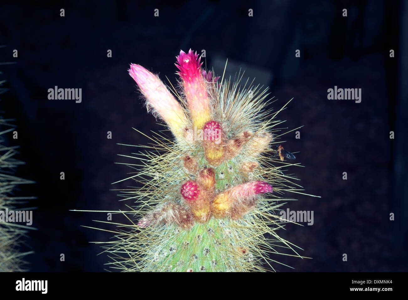 Borzicactus Stock Photos & Borzicactus Stock Images - Alamy
