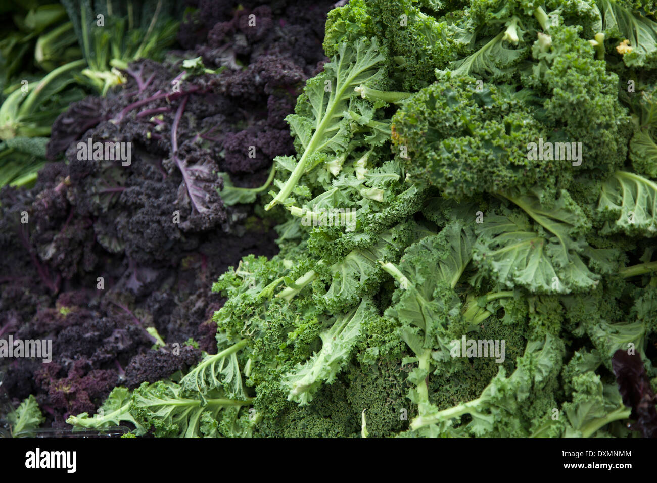 Curly Kale Stock Photos & Curly Kale Stock Images - Alamy