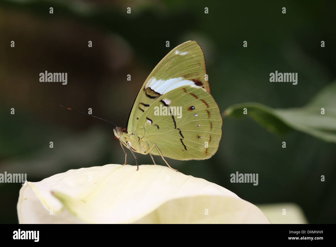 Common olivewing hi-res stock photography and images - Alamy