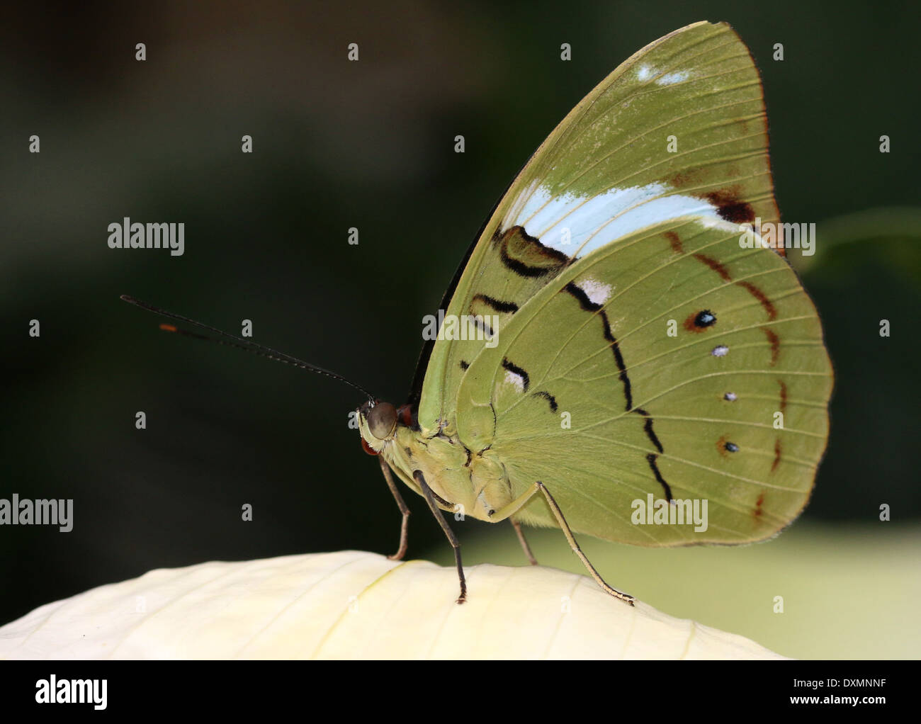 Nessaea aglaura hi-res stock photography and images - Alamy