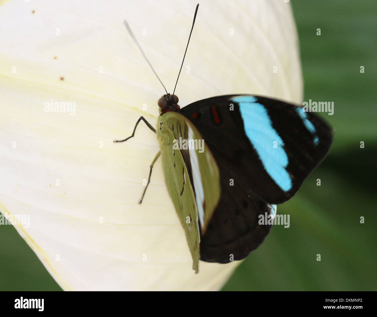 Blue-banded Nymph (Nessaea Aglaura) a.k.a. Common Olivewing, Northern ...