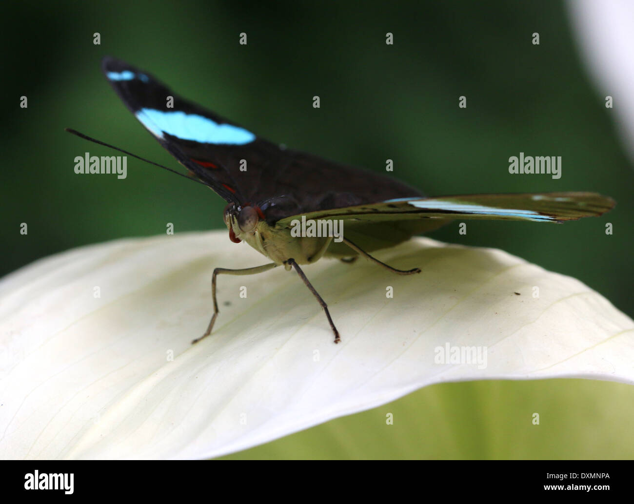 Blue-banded Nymph (Nessaea Aglaura) a.k.a. Common Olivewing, Northern ...