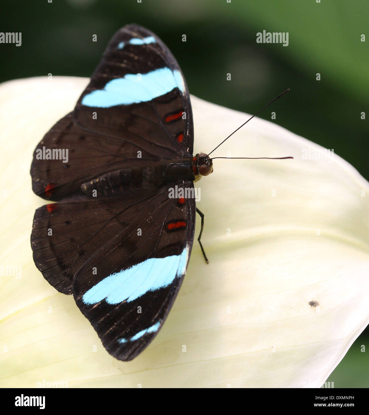 Blue-banded Nymph (Nessaea Aglaura) a.k.a. Common Olivewing, Northern ...
